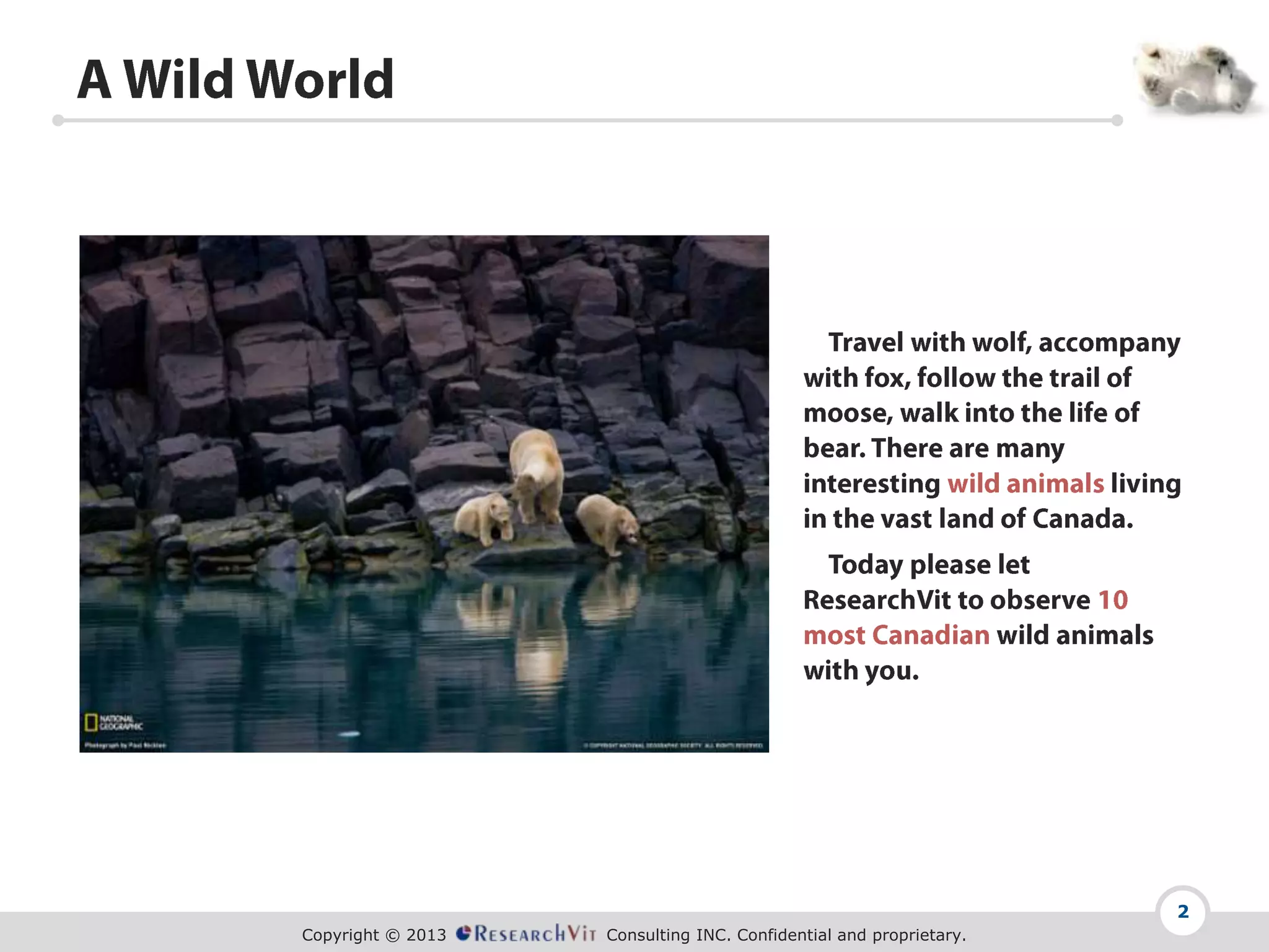 Canadian Wild Animals | PPTX