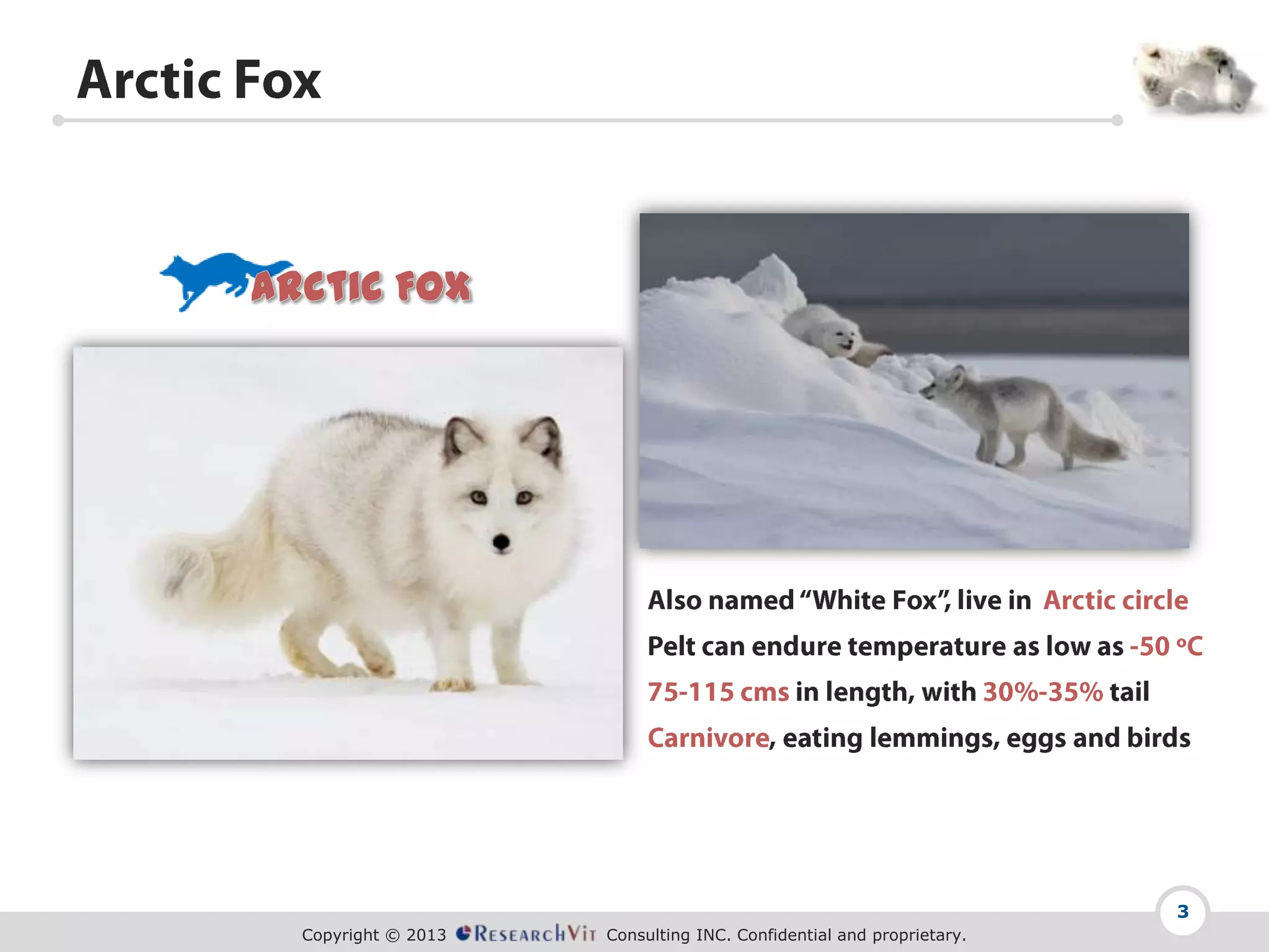 Canadian Wild Animals | PPTX