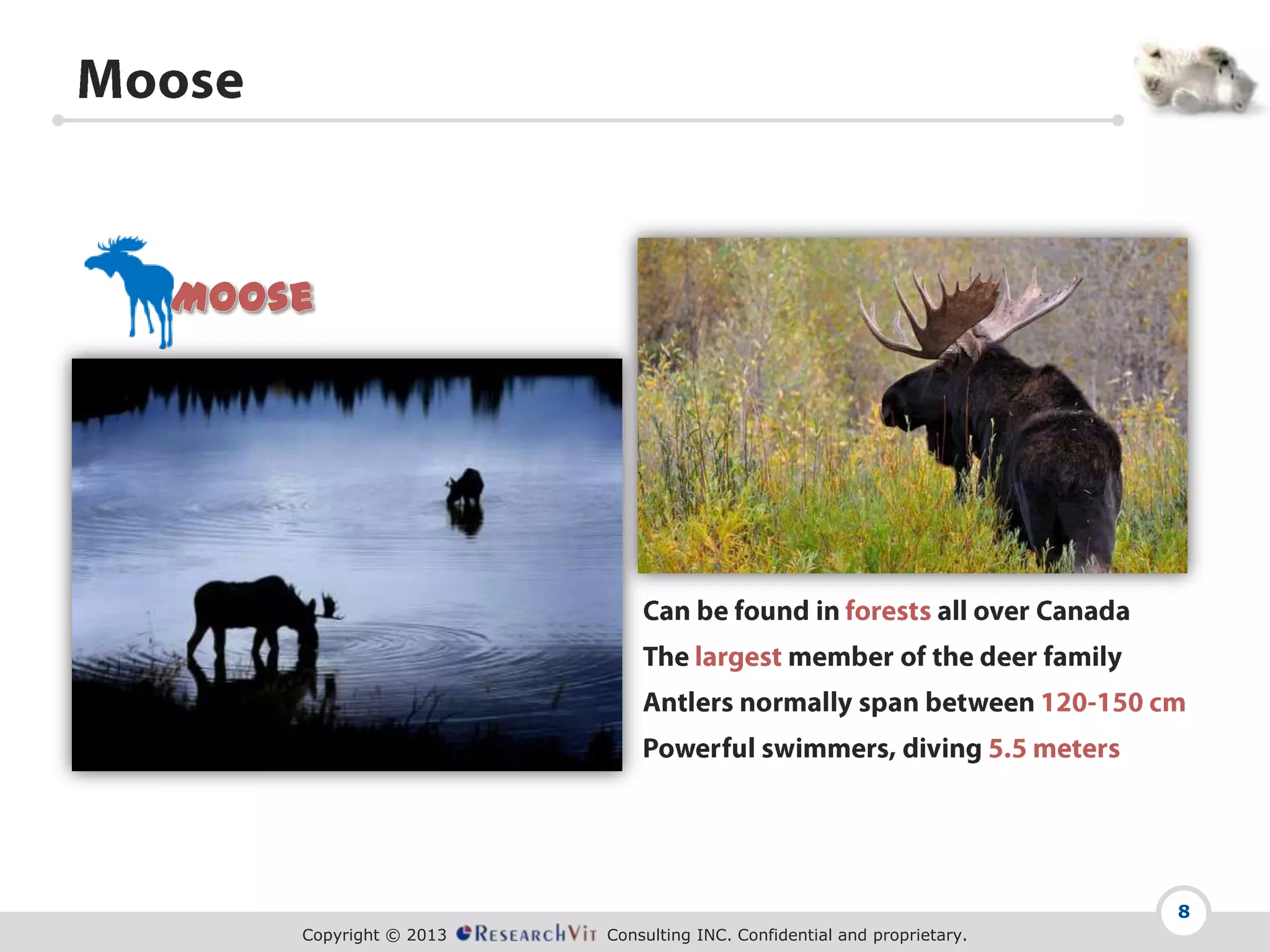 Canadian Wild Animals | PPTX