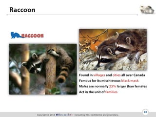 Canadian Wild Animals | PPTX