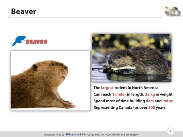 Canadian Wild Animals | PPTX | North America Travel | Travel Locations