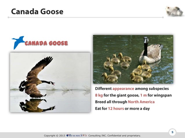 Canadian Wild Animals | PPTX | North America Travel | Travel Locations