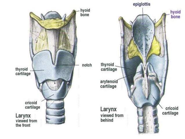 Canaer of larynx | PPTX