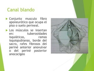 CANAL BLANDO- EPISIOTOMIA Y DESGARROS OBSTETRICOS | PPTX