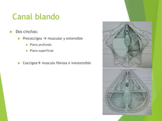 CANAL BLANDO- EPISIOTOMIA Y DESGARROS OBSTETRICOS | PPTX