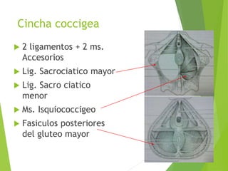 CANAL BLANDO- EPISIOTOMIA Y DESGARROS OBSTETRICOS | PPTX