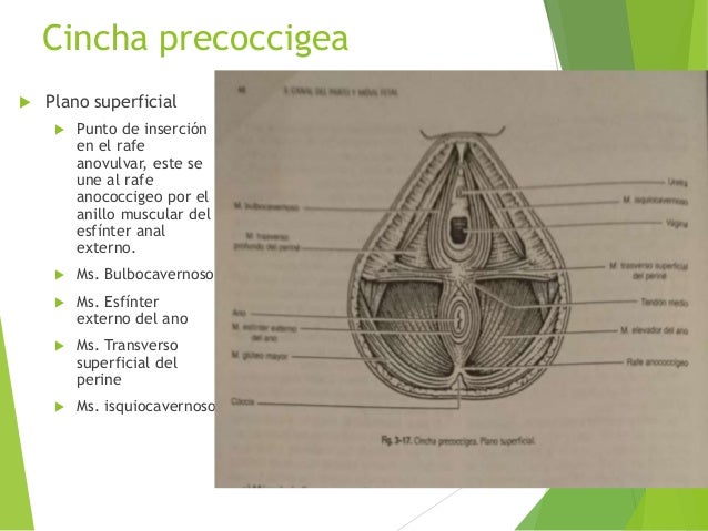 CANAL BLANDO- EPISIOTOMIA Y DESGARROS OBSTETRICOS