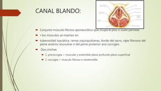 Canal de parto y movil fetal | PPTX