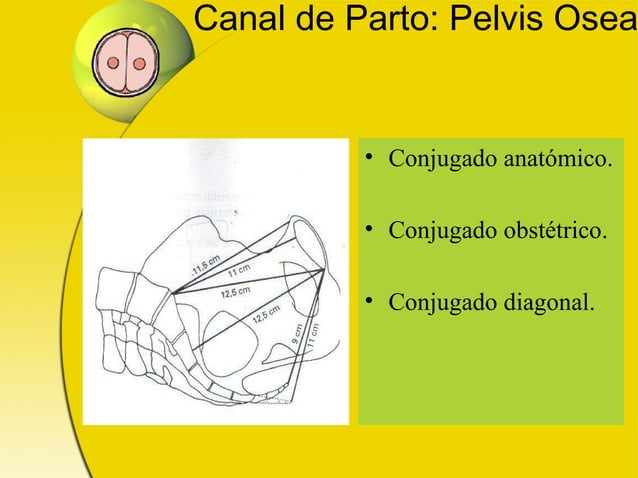 Canal De Parto Y Móvil Fetal Ppt