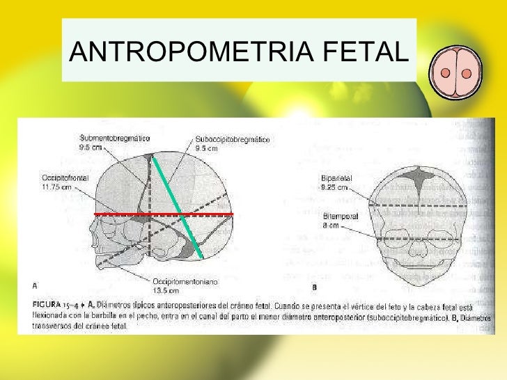 Canal De Parto Y Móvil Fetal