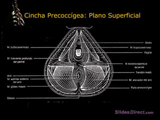 Canal de parto y móvil fetal | PPT