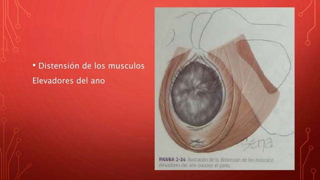 Canal De Parto Y Trabajo De Parto Ppt