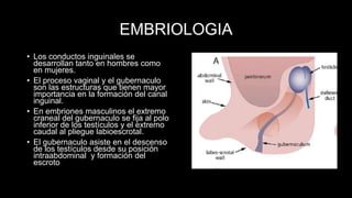 Canal inguinal | PPTX