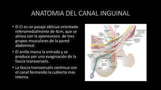 Canal inguinal | PPTX