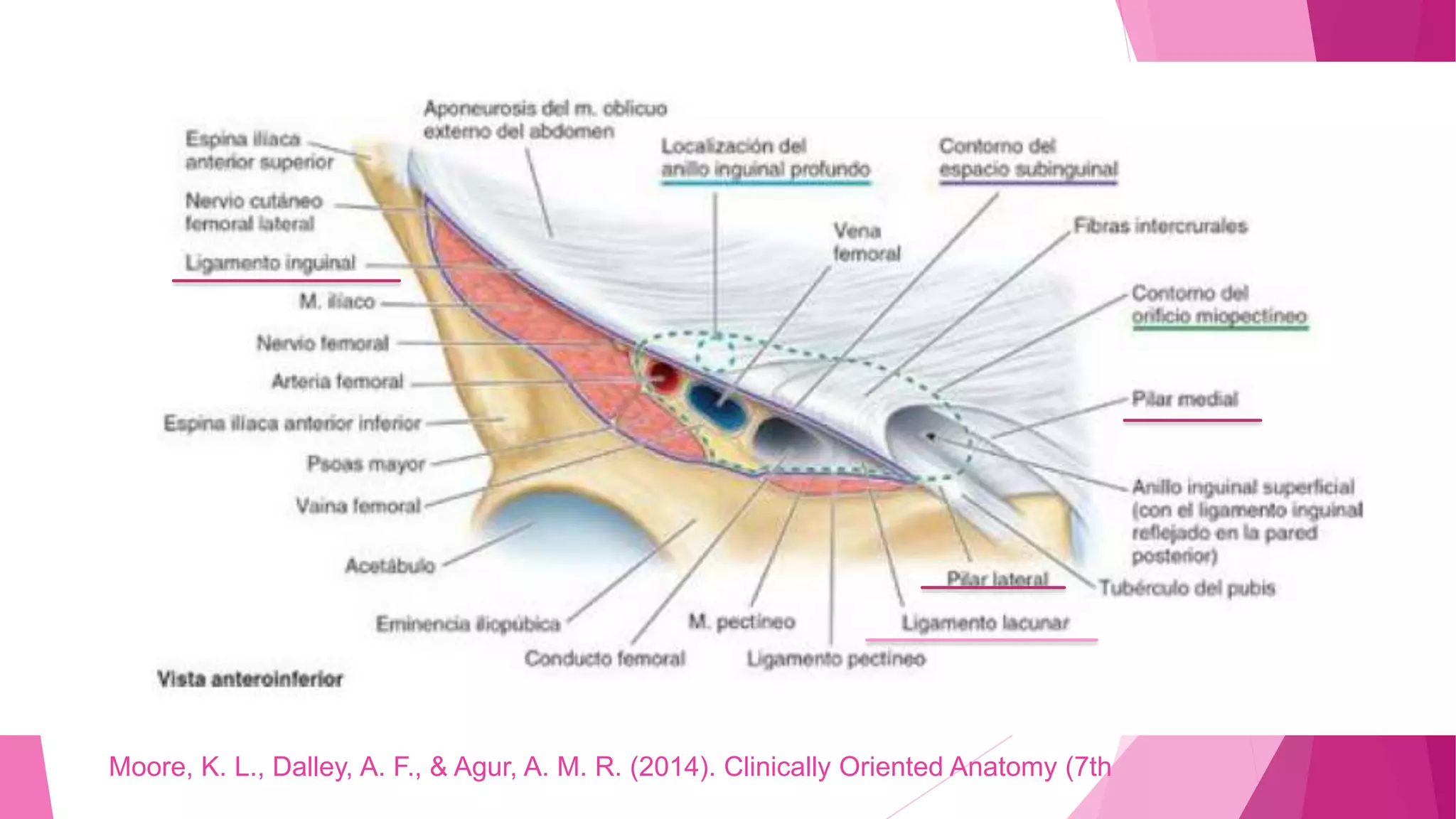 canal inguinal .pptx