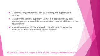 canal inguinal .pptx
