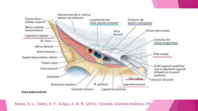 canal inguinal .pptx