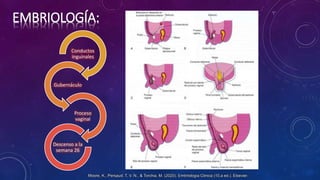 CANAL INGUINAL.pptx