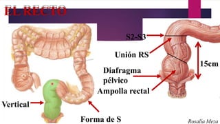 Anatomia y estructura de todo el abdomen.pptx