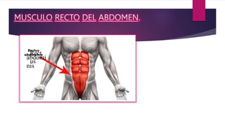 Anatomia y estructura de todo el abdomen.pptx