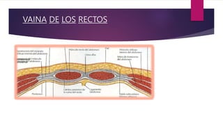 Anatomia y estructura de todo el abdomen.pptx