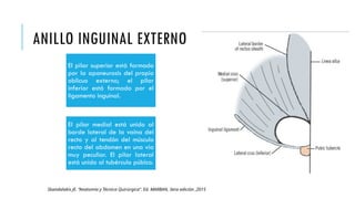 Anatomía quirúrgica del canal inguinal.pptx