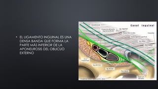 ANATOMIA DEL CANAL INGUINAL - Moree, Netter.pptx