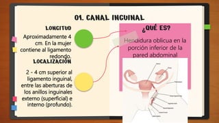 CANAL INGUINAL Y PELVIS.pptx