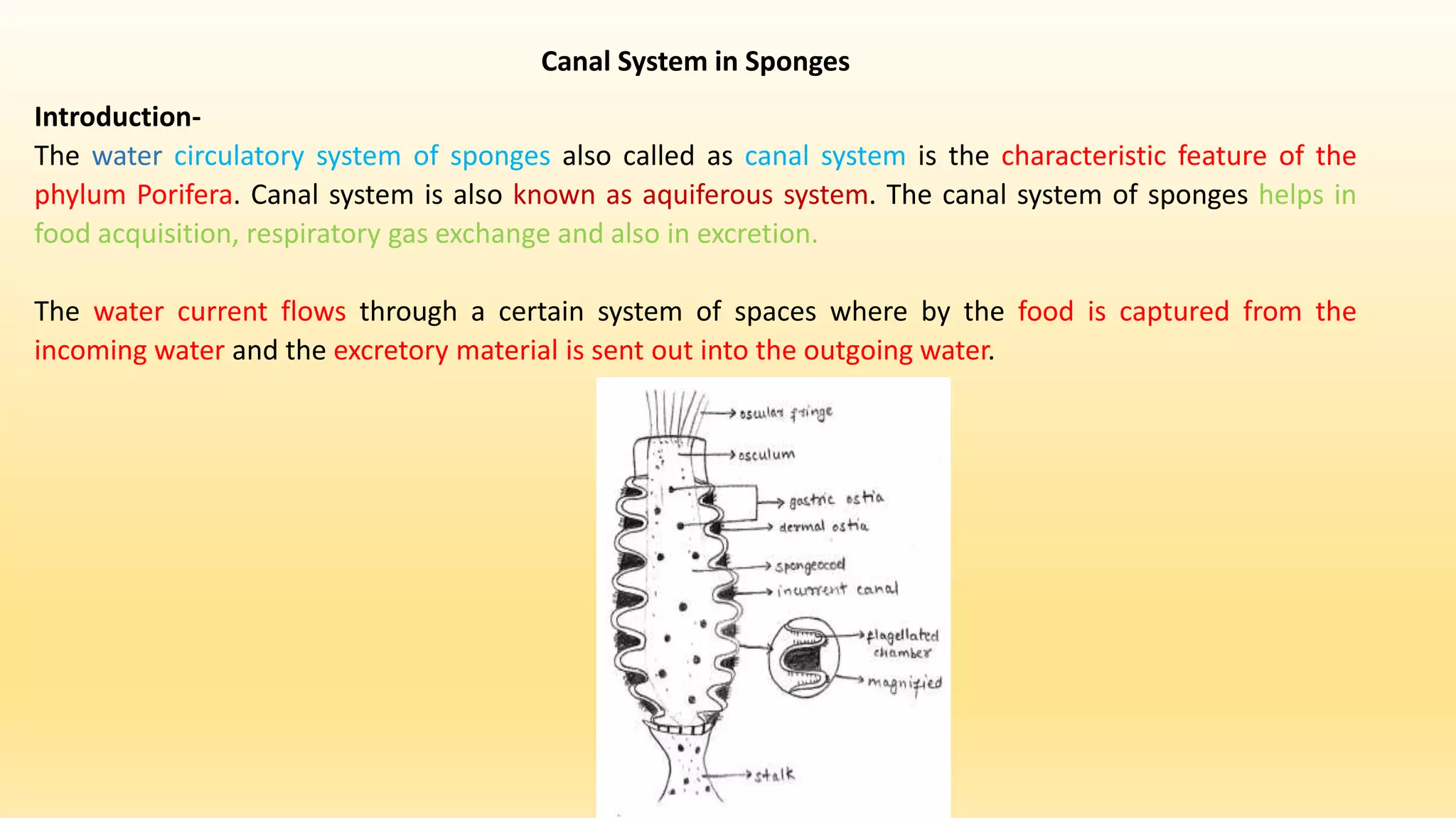 Canal system in porifera-different type of canal system | PPTX