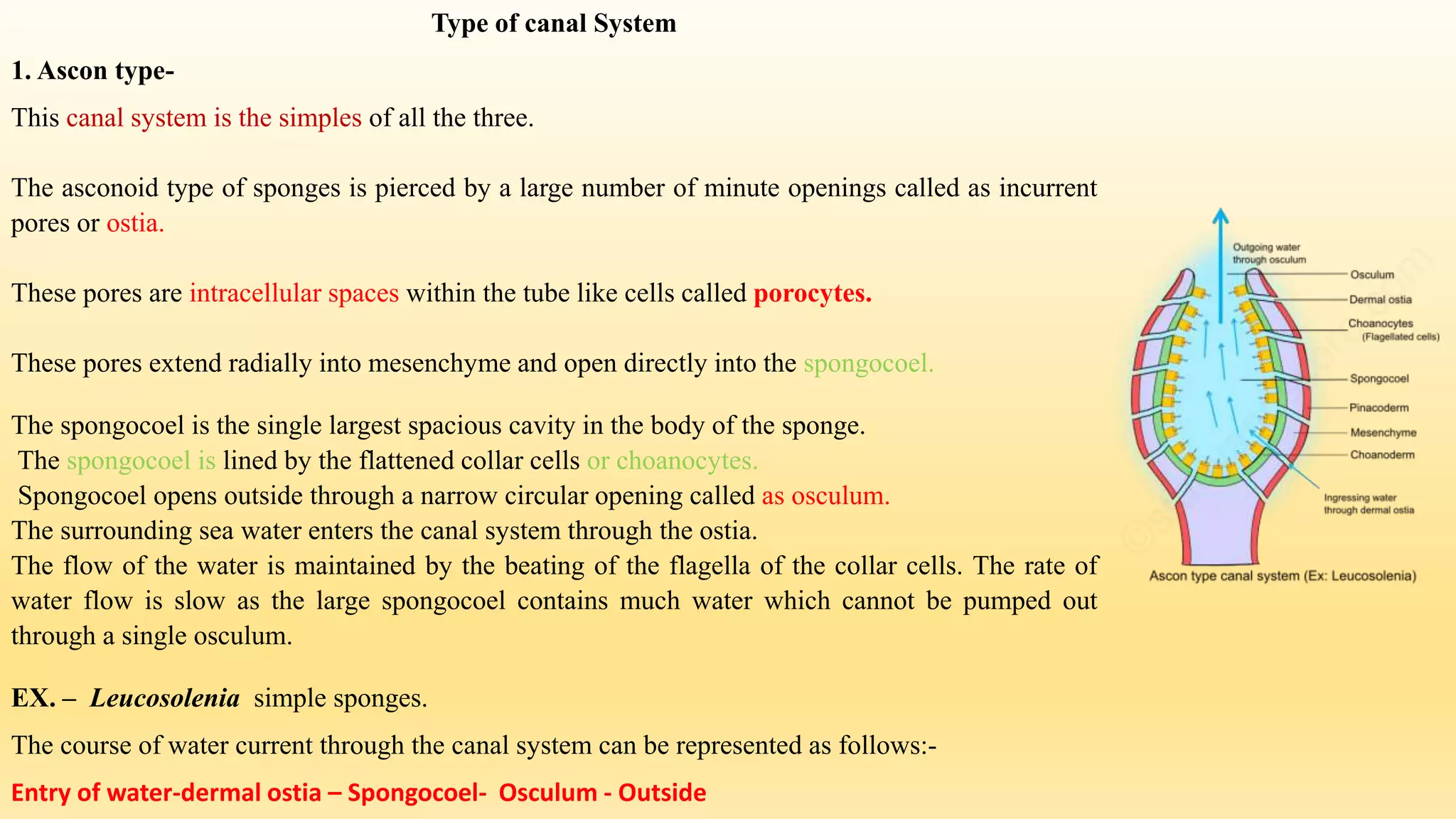 Canal system in porifera-different type of canal system | PPTX
