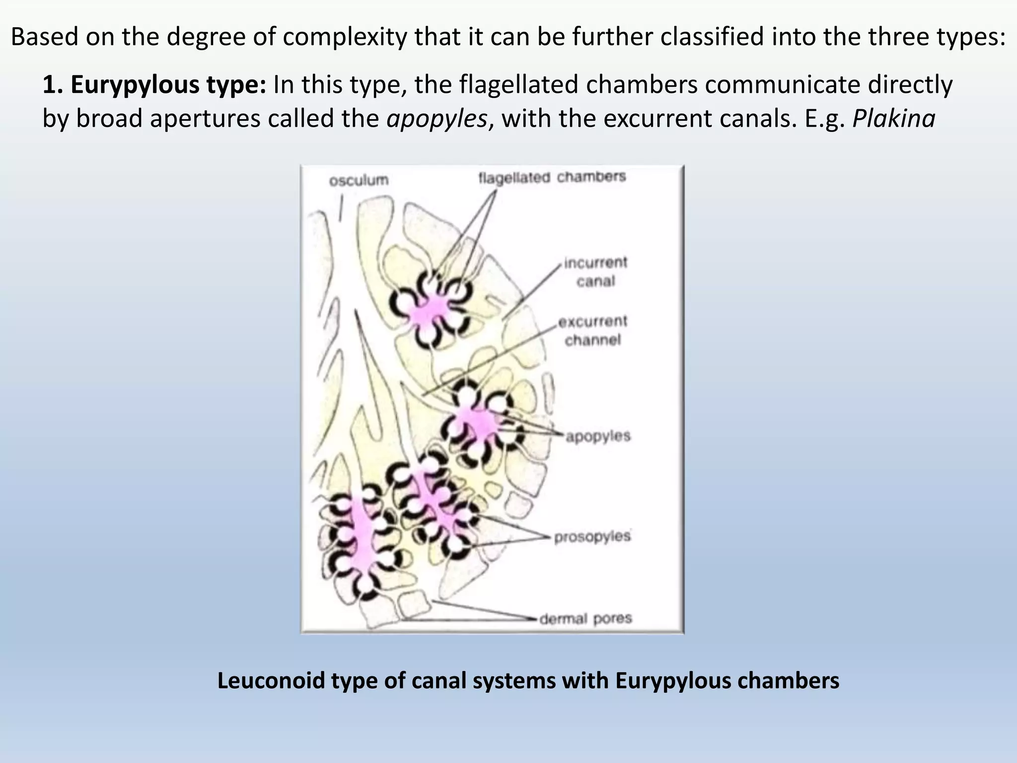 Canal system in sponges.pptx