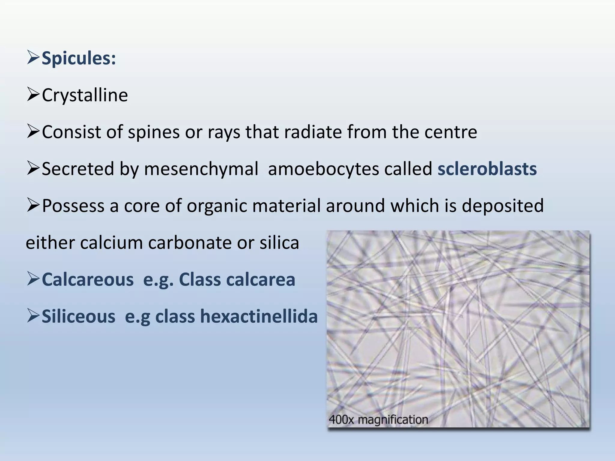 Canal system in sponges.pptx