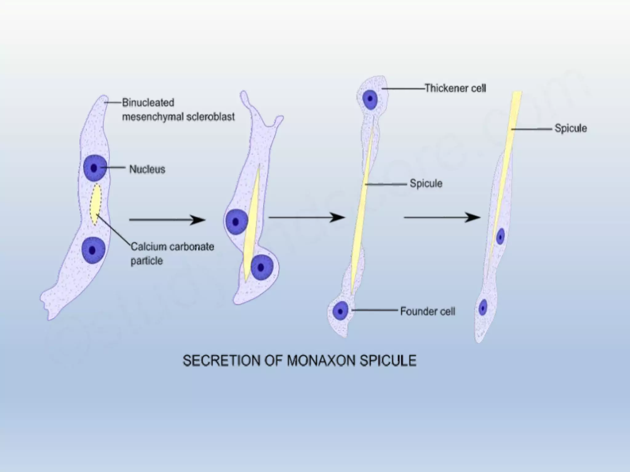 Canal system in sponges.pptx