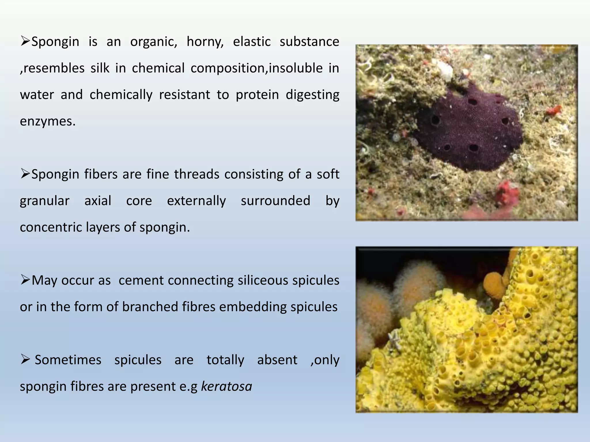 Canal system in sponges.pptx
