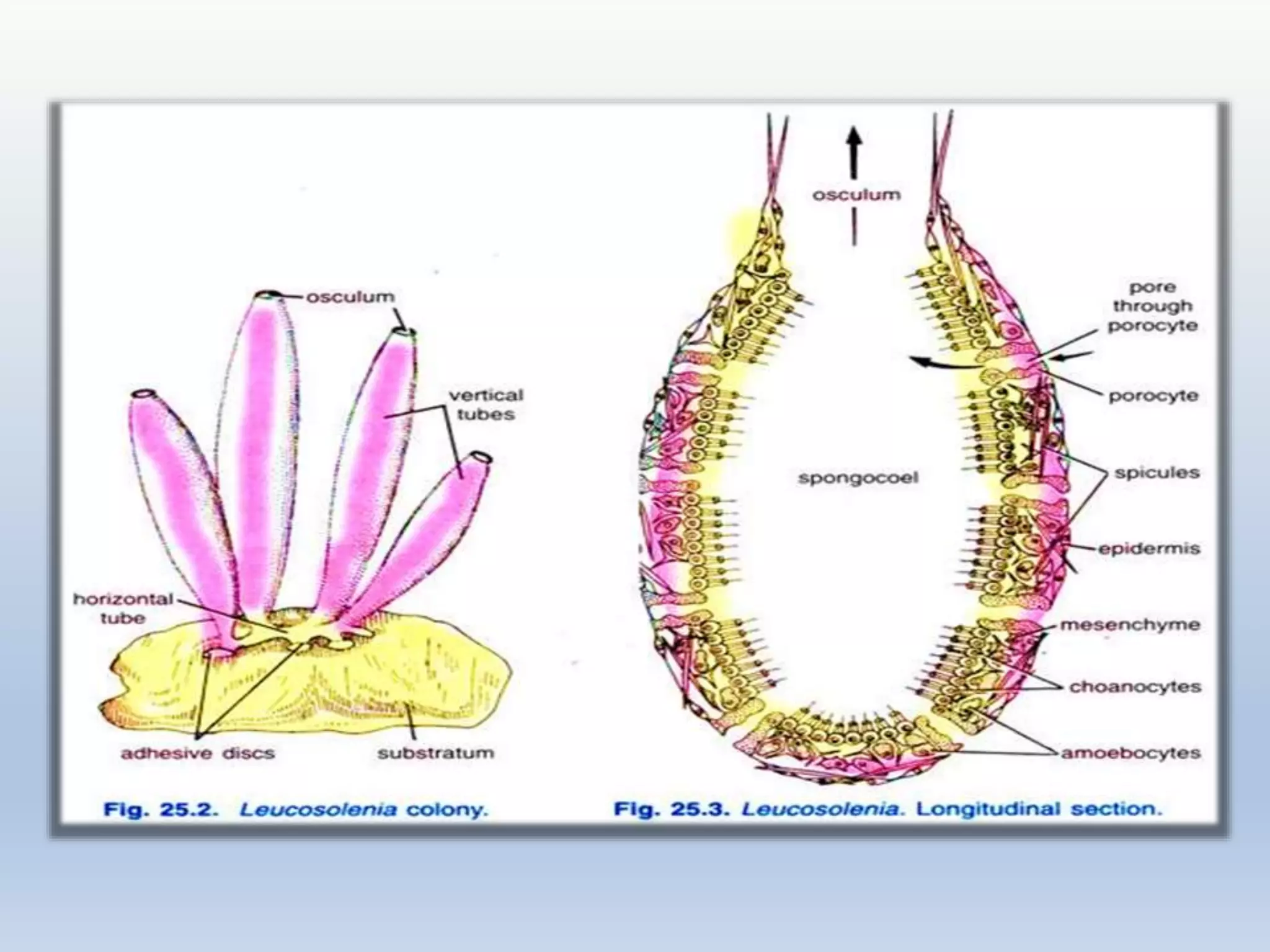 Canal system in sponges.pptx