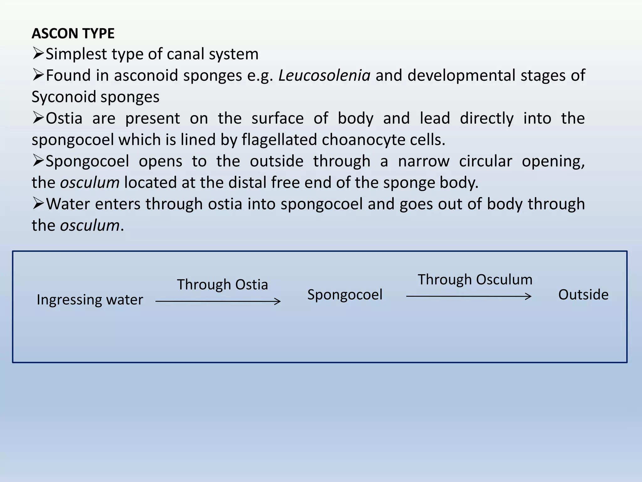 Canal system in sponges.pptx