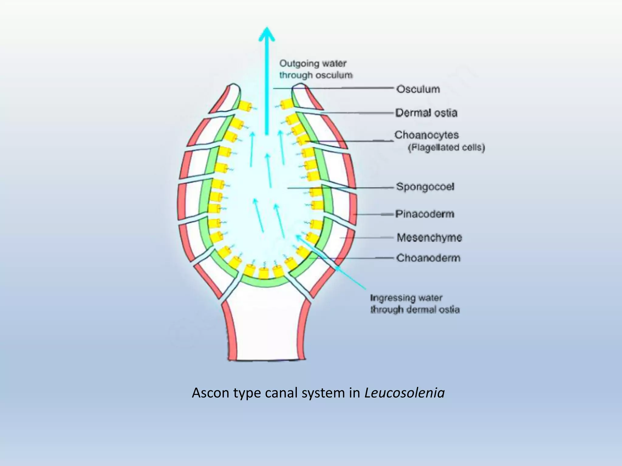 Canal system in sponges.pptx