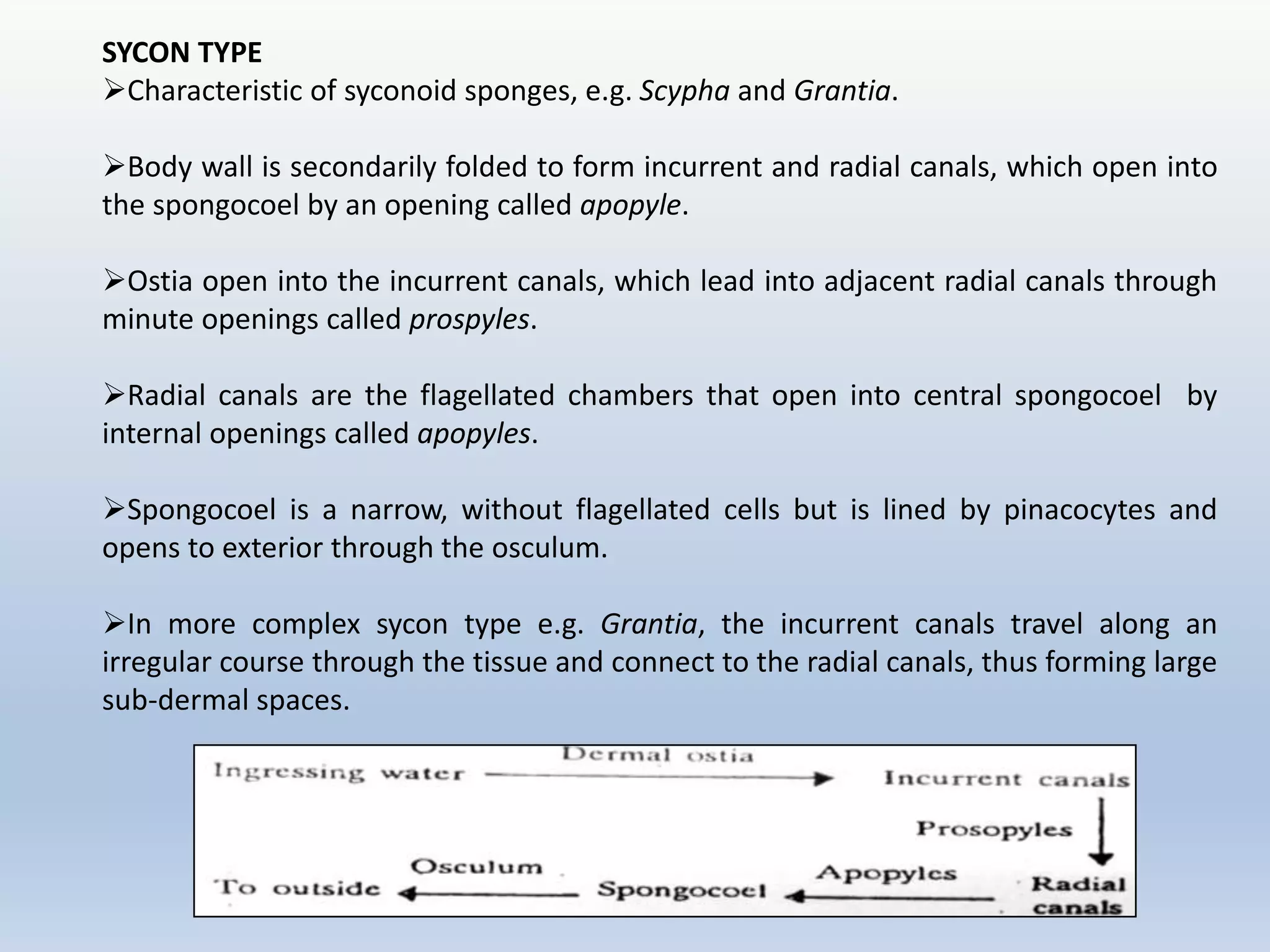 Canal system in sponges.pptx