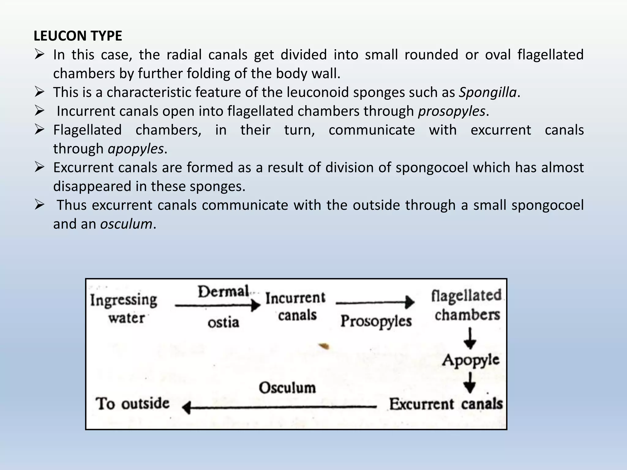 Canal system in sponges.pptx