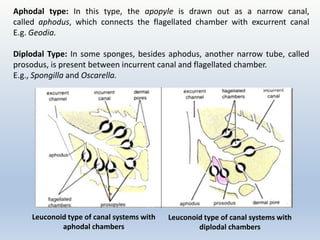 Canal system in sponges.pptx
