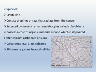 Canal system in sponges.pptx