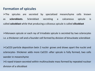 Canal system in sponges.pptx