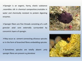Canal system in sponges.pptx