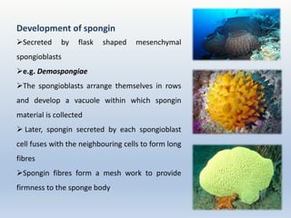 Canal system in sponges.pptx