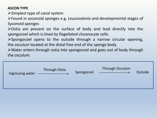 Canal system in sponges.pptx