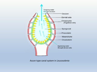 Canal system in sponges.pptx