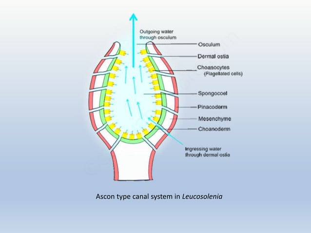 Canal system in sponges.pptx