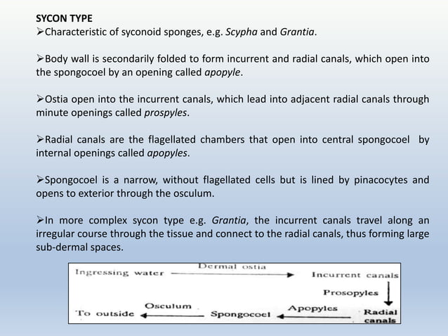 Canal system in sponges.pptx