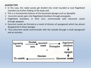 Canal system in sponges.pptx