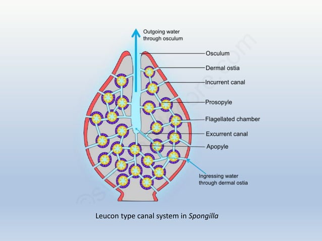 Canal system in sponges.pptx